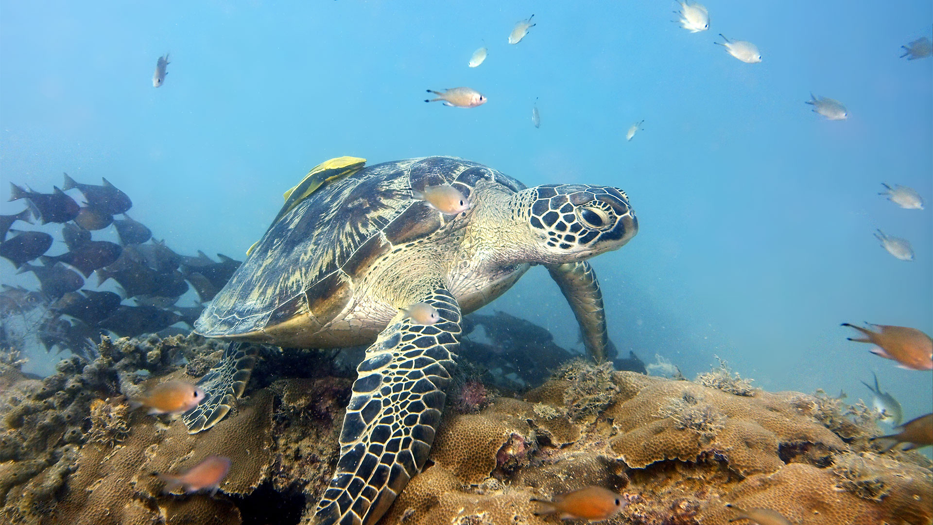 Diving in Zanzibar and Pemba Island · Fun Divers Zanzibar · PADI
